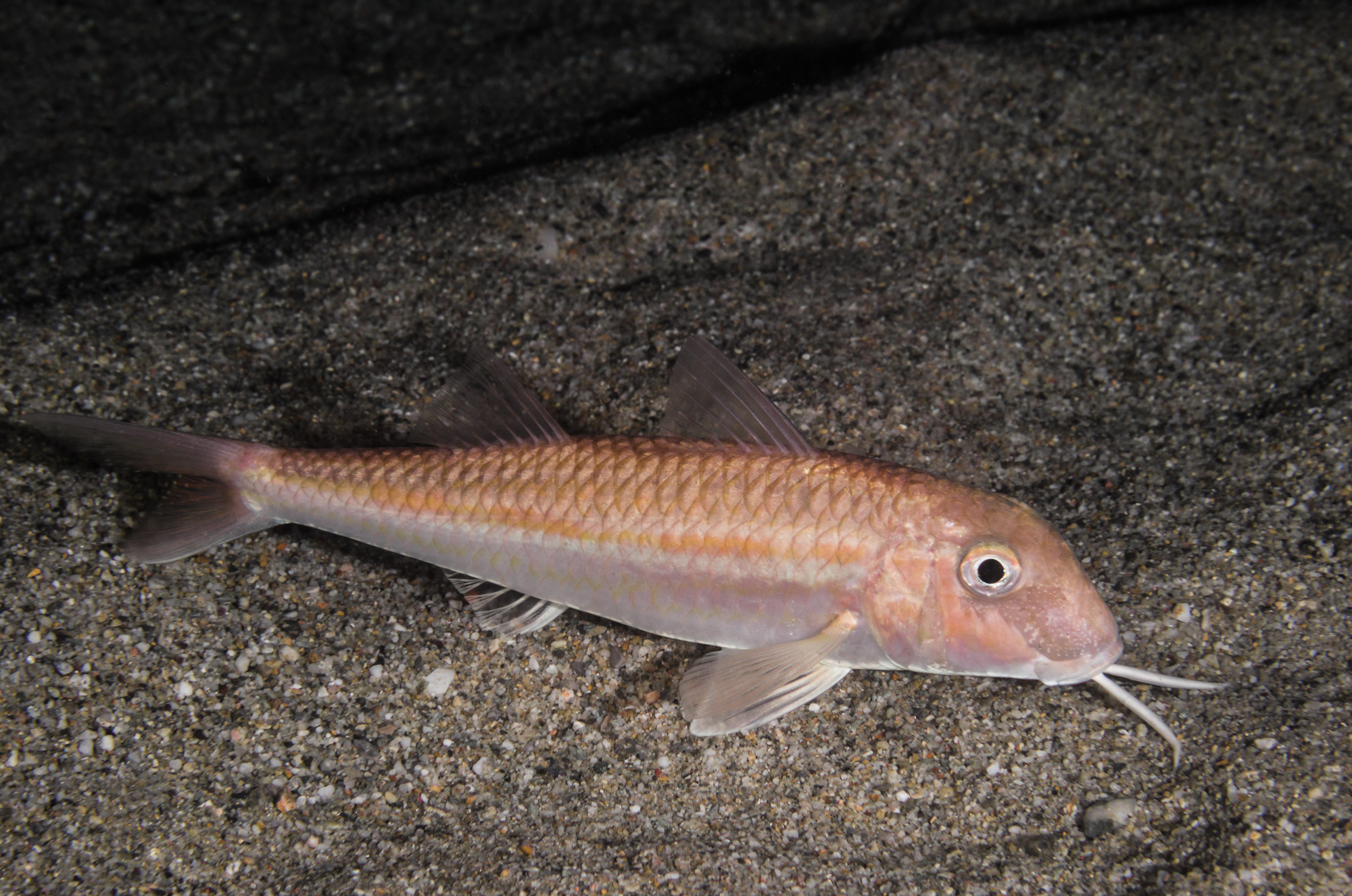 “T” … come triglia, un pesce prelibato dal sapore intenso e saporito